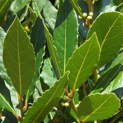 013 - LE LAURIER POUR VOS SOINS ⋆ Phytothérapie, aromathérapie ...